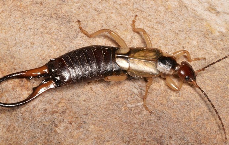 How To Keep Earwigs At Bay: Expert Tips For Prevention And Control In ...