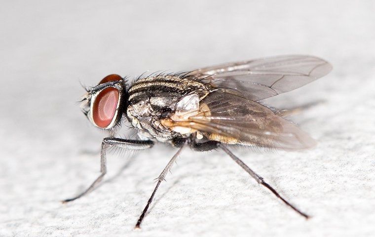 Keep Those Pesky Flies Out Of Your Laredo Home | EnviroGuard Pest Control