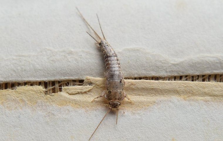 Is It Dangerous To Have Silverfish In My Huntsville, AL Home ...