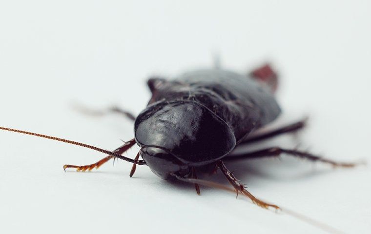 Cockroach Control Formulated For Austin Residents | EnviroGuard Pest ...