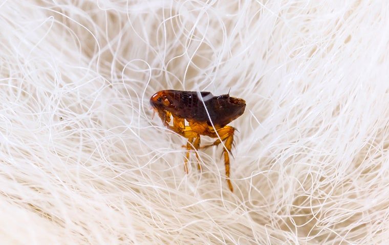 Fleas In Bryan, TX: July Pest Spotlight | EnviroGuard Pest Control