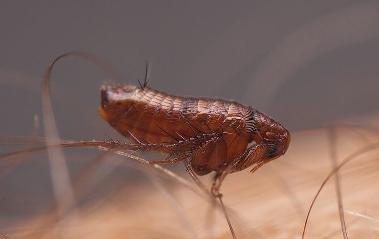Are The Fleas In Austin Giving You A Hassle? | EnviroGuard Pest Control
