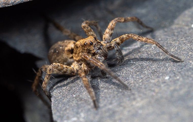 How To Keep Spiders Away From The Exterior Of Your Home | EnviroGuard ...