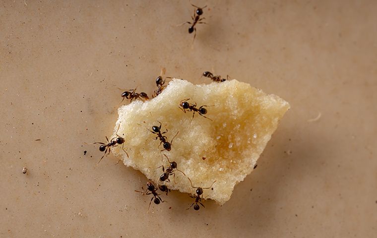 Ants Be Gone: Effective Ant Control Solutions For Bryan Homes ...