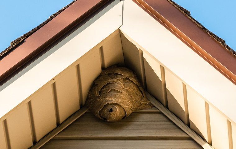 How To Get Rid Of Wasps: A Comprehensive Guide To Wasp Removal In ...