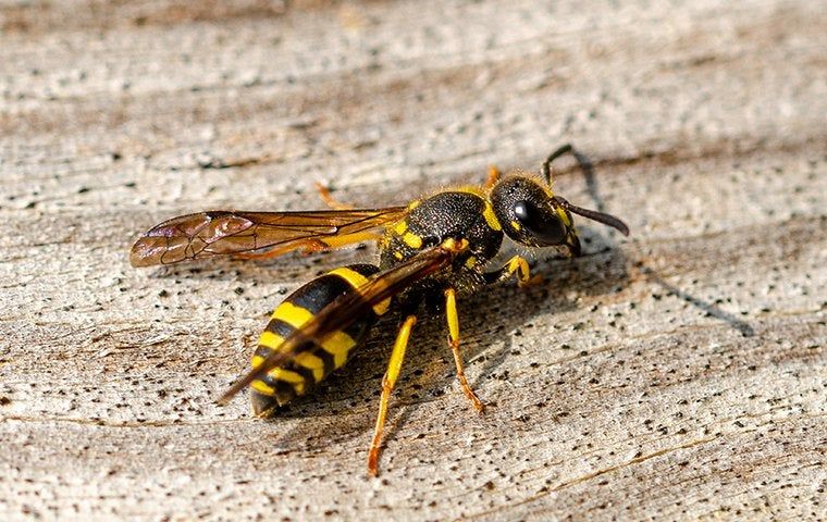 How To Keep Wasps Away From Your Waco Yard | EnviroGuard Pest Control