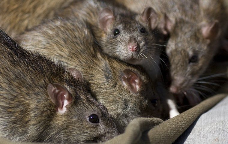 How Dangerous Are The Rats In Lubbock? | EnviroGuard Pest Control