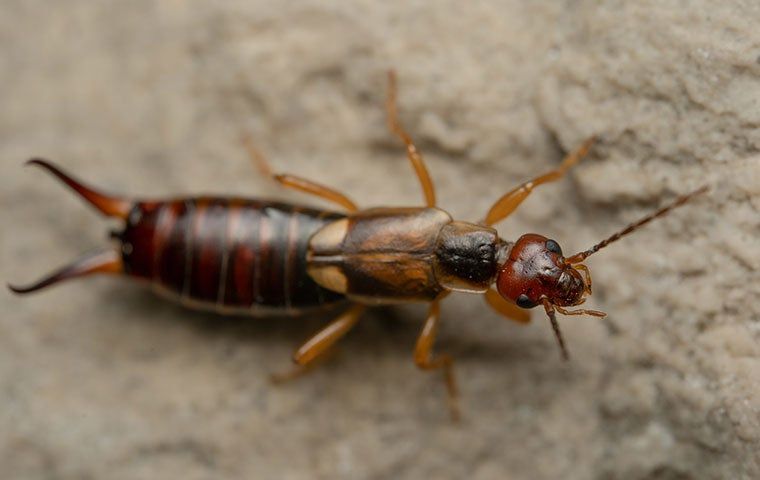 Corpus Christi Homeowner’s Guide To Effective Earwig Control ...