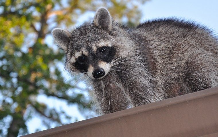 Waco's Wildlife Control Guide | EnviroGuard Pest Control