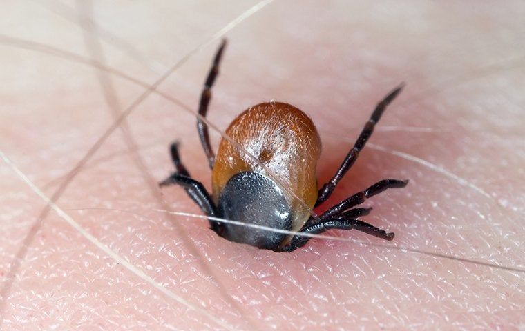 Ticks & Dangerous Disease; What Corpus Christi Residents Ought To Know ...