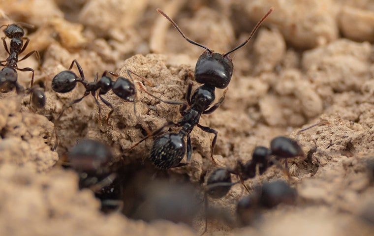Ant Control 101: A Helpful Guide For Pensacola Homeowners | EnviroGuard ...