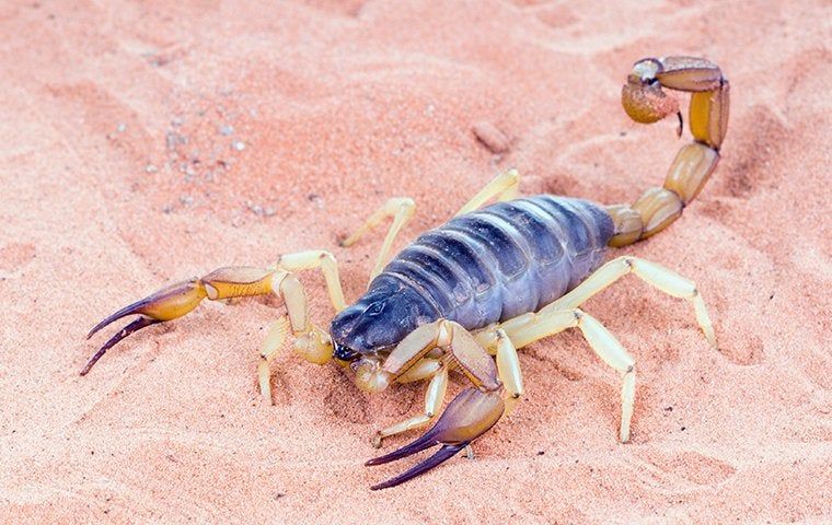 How To Keep Scorpions Off Of Your Waco Property | EnviroGuard Pest Control