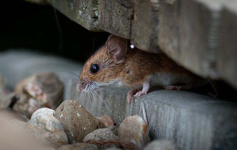 San Antonio's Complete Guide To Effective Rodent Control | EnviroGuard ...