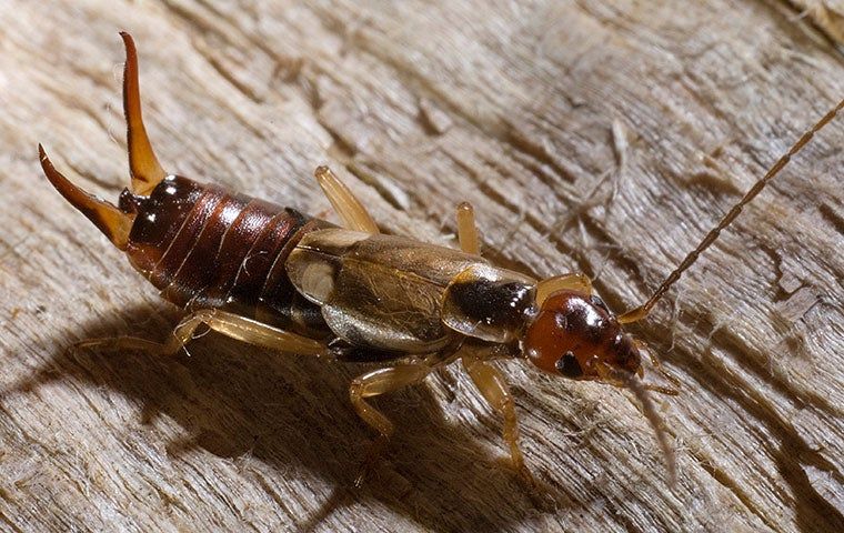 Pest Spotlight: What You Need To Know About Earwig Control In Corpus ...