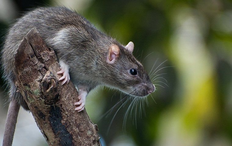 How To Effectively Remove Rats From Around Your Laredo Home ...