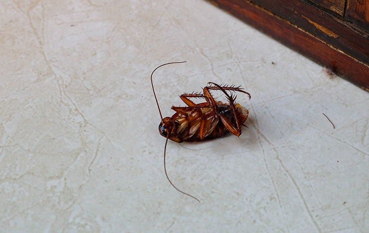 Are There Roaches Inside Your Bryan Home? | EnviroGuard Pest Control